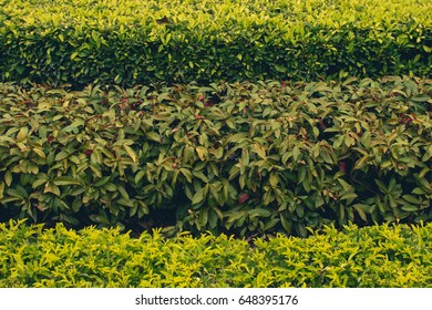 Layer Three Shrub Background Stock Photo 648395176 | Shutterstock