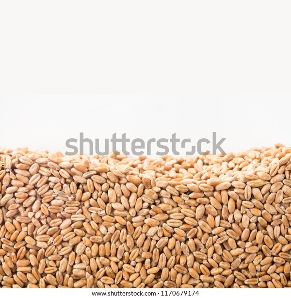 Layer Wheat Grains Section Isolated On Stock Photo (Edit Now) 1170679174