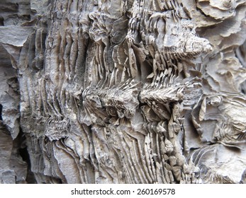 Layered Structure Cortex Relic Birch Stock Photo 260169578 | Shutterstock