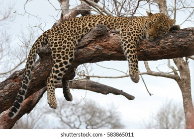 1,025 Lazy Leopard Images, Stock Photos & Vectors | Shutterstock