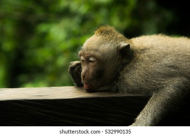 2,182 Lazy monkey Images, Stock Photos & Vectors | Shutterstock