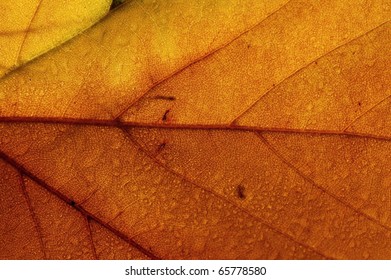 Leaf Stock Photo 65778580 | Shutterstock