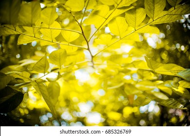 361 Leaf axil Images, Stock Photos & Vectors | Shutterstock