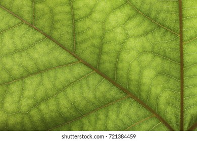 Leaves Tree Textures Abstract Backgrounddark Toneart Stock Photo (Edit ...
