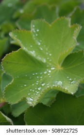 Leaf 4 Stock Photo 508922725 | Shutterstock