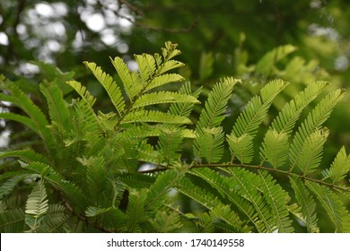 Aonla Images, Stock Photos & Vectors | Shutterstock