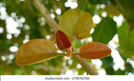 222件の「Bargad tree」の画像、写真素材、ベクター画像 | Shutterstock