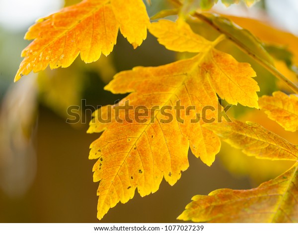 Leaf Bladder Senna Shrub Colutea Arborescens Stock Photo 1077027239 ...
