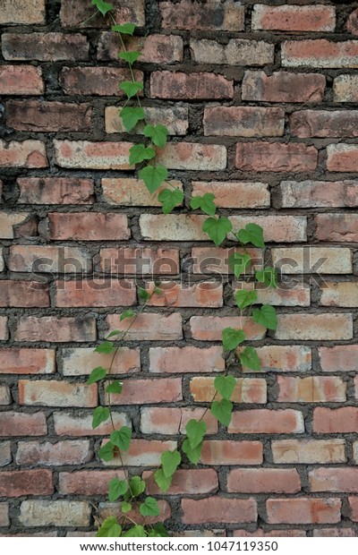 Leaf Brick Wall Texture Background Stock Photo 1047119350 | Shutterstock