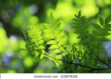 Leaf Broadleaf Tree Stock Photo 1238978338 | Shutterstock