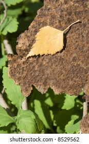 45 imágenes de Birch canker - Imágenes, fotos y vectores de stock ...