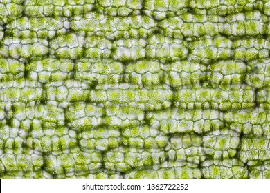 Leaf Cell Structure Microscopy Stock Photo 1362722246 | Shutterstock