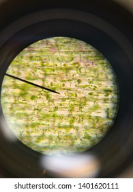 Leaf Cells Under Microscope 50x Stock Photo 1401620111 | Shutterstock