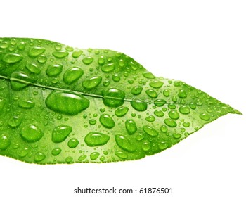 Leaf Dew Drops Stock Photo 61876501 | Shutterstock