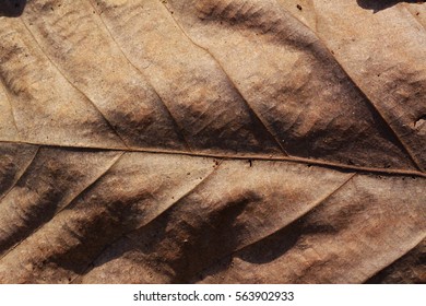 Leaf Dry Texture Background Stock Photo 563902933 | Shutterstock