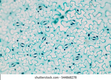 371 Stomata Under Microscope Images, Stock Photos & Vectors | Shutterstock