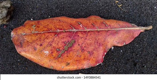 Leaf Falling Tree Stock Photo 1493884541 | Shutterstock