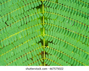 Leaf Flame Tree Stock Photo 467575022 | Shutterstock