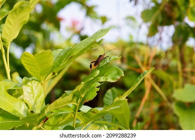 711 Foot squashing Images, Stock Photos & Vectors | Shutterstock