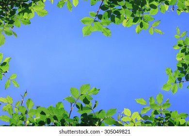 27,540 Fresh New Leaf Frame Images, Stock Photos & Vectors | Shutterstock