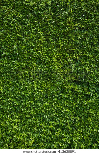 Leaf Green Vertical Texture Plants Stock Photo (Edit Now) 413635891
