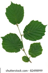 26,572 Hazel leaf Images, Stock Photos & Vectors | Shutterstock