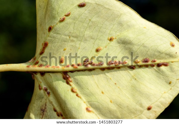 Leaf Heavily Infested By Scale Insects Stock Photo (Edit Now) 1451803277