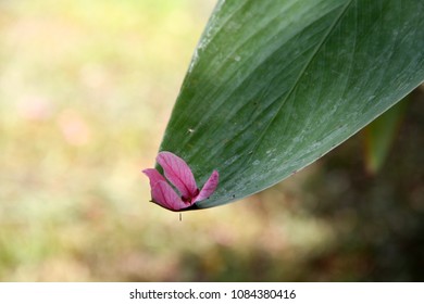 Leaf Java Cassia Pink Shower Apple Stock Photo 1084380416 | Shutterstock