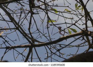 Leaf Less Branch Overlapping Tree Blue Stock Photo 1189390600 ...
