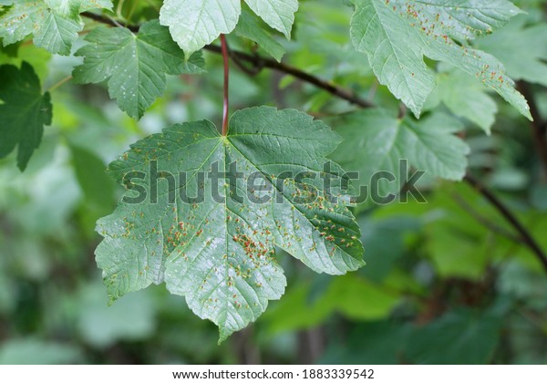 Leaf Maple Tree Galls Cecidia Aceria Stock Photo 1883339542 | Shutterstock