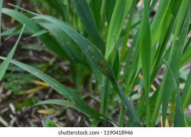 199 Oat rust Images, Stock Photos & Vectors | Shutterstock