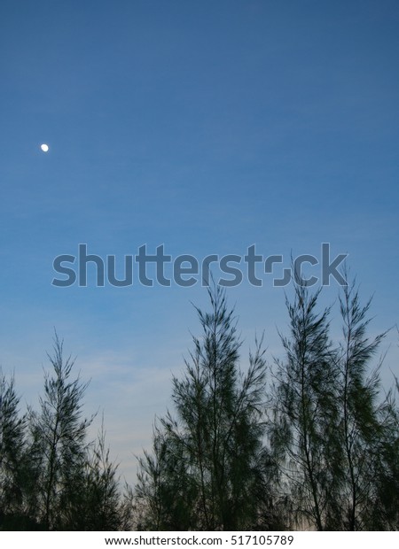 Leaf Pine Tree Moon Twilight Scene Stock Photo 517105789 | Shutterstock