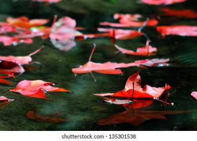 Leaf Red Maple Float On River Stock Photo 135301538 | Shutterstock