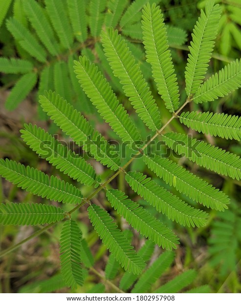 Leaf Sabah Rainforest Background Textures Stock Photo 1802957908 ...