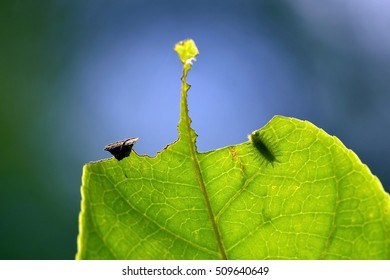 Leaf Scars Insect Stock Photo 509640649 | Shutterstock