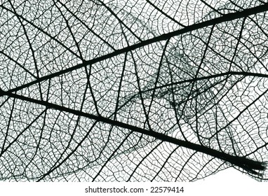 3,319 Leaf see through Images, Stock Photos & Vectors | Shutterstock