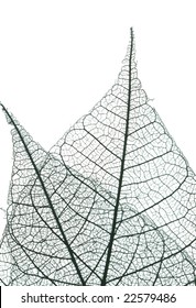 3,319 Leaf see through Images, Stock Photos & Vectors | Shutterstock