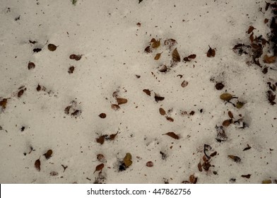 Leaf Snow Texture Stock Photo 447862756 | Shutterstock