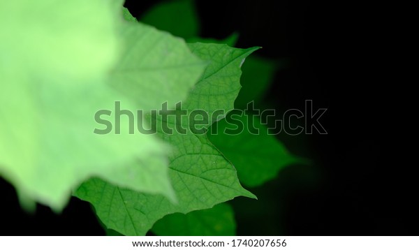 Leaf Stack Weed That Climb Down Stock Photo 1740207656 | Shutterstock