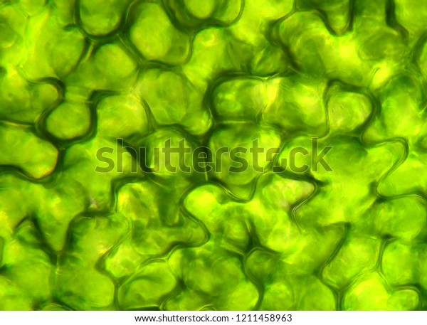 Photo de stock Leaf Stomata Under Microscope 1211458963 | Shutterstock