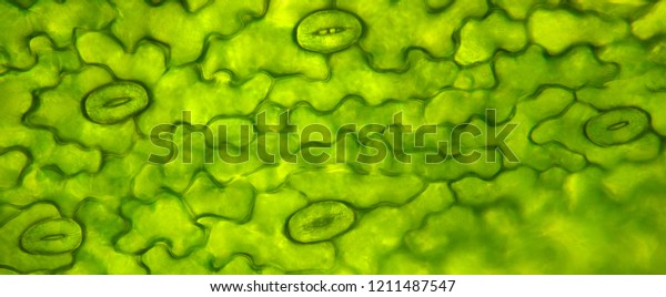 Leaf Stomata Under Microscope Stock Photo 1211487547 | Shutterstock