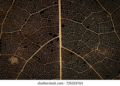 Leaf Structure Stock Photo 735333763 | Shutterstock