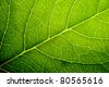Peepal Tree Photos, Images & Pictures | Shutterstock
