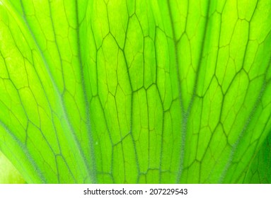 Leaf Texture Background Green Sheet Stock Photo 207229543 | Shutterstock