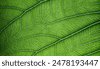 2+ Million Young Leafs Royalty-Free Images, Stock Photos & Pictures ...