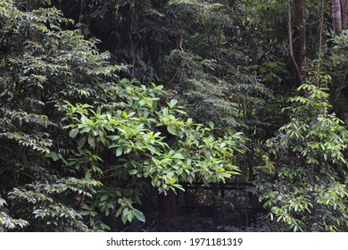 Leaf Tree Forest Stock Photo 1971181319 | Shutterstock