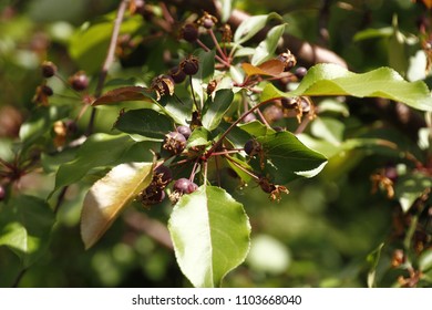 Silver Buttonwood Tree Closeup Conocarpus Erectus Stock Photo (Edit Now ...