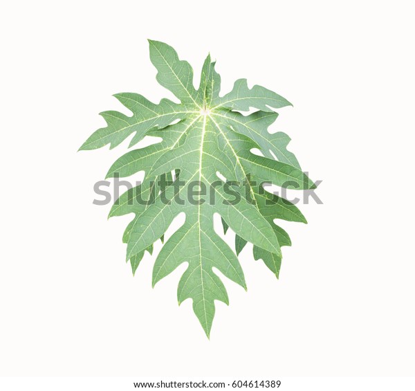 Leaf Tree Texture Isolated On White Stock Photo 604614389 | Shutterstock