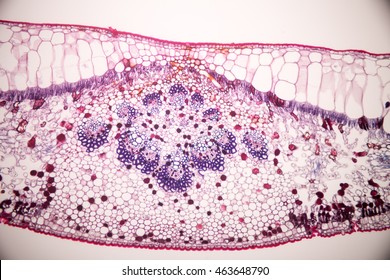 Leaf Type Tissue Under Microscope Foto de stock 463648790 | Shutterstock