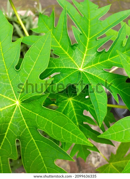 Leaf Unique Shape Color That Refreshes Stock Photo 2099636335 ...